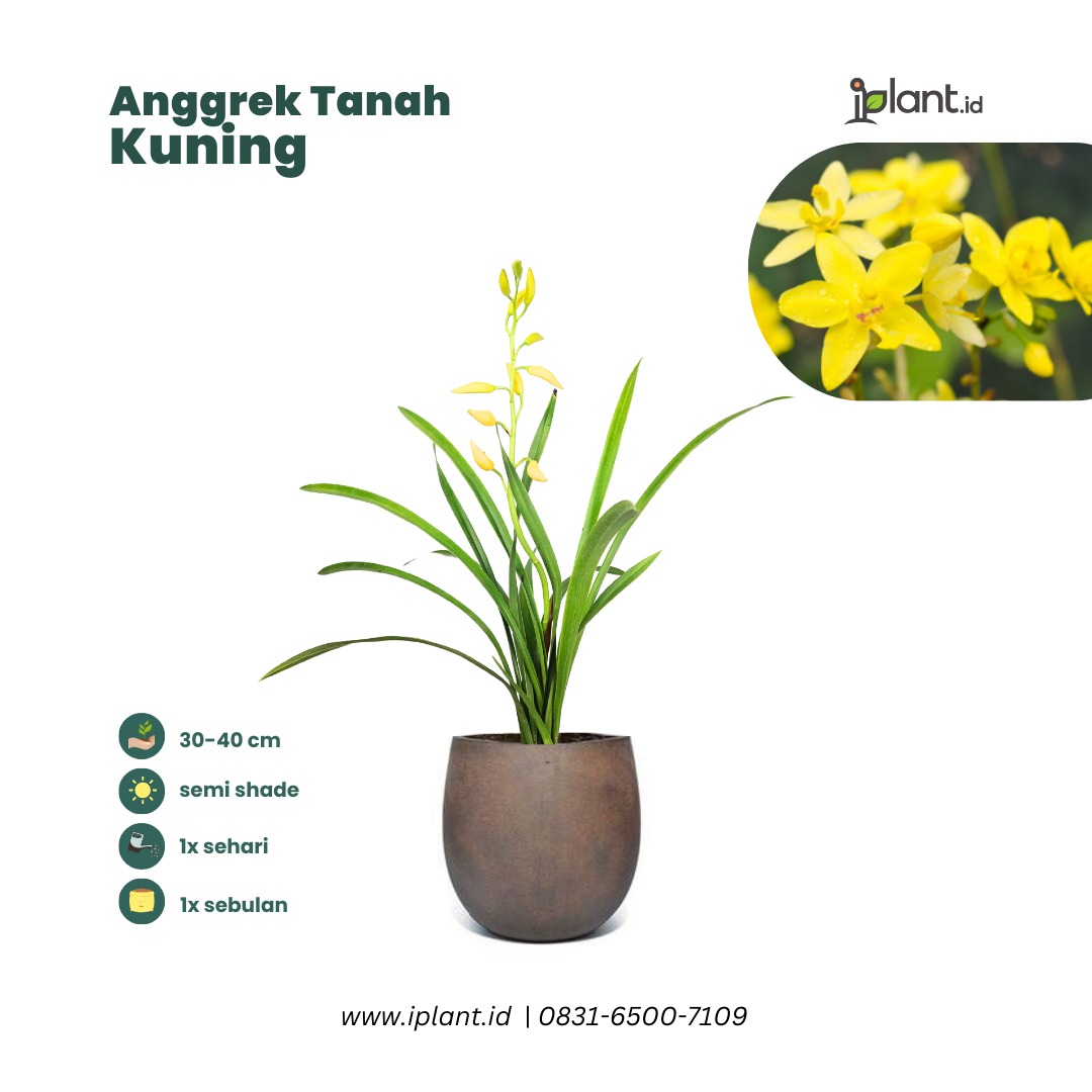 Anggrek Tanah Kuning