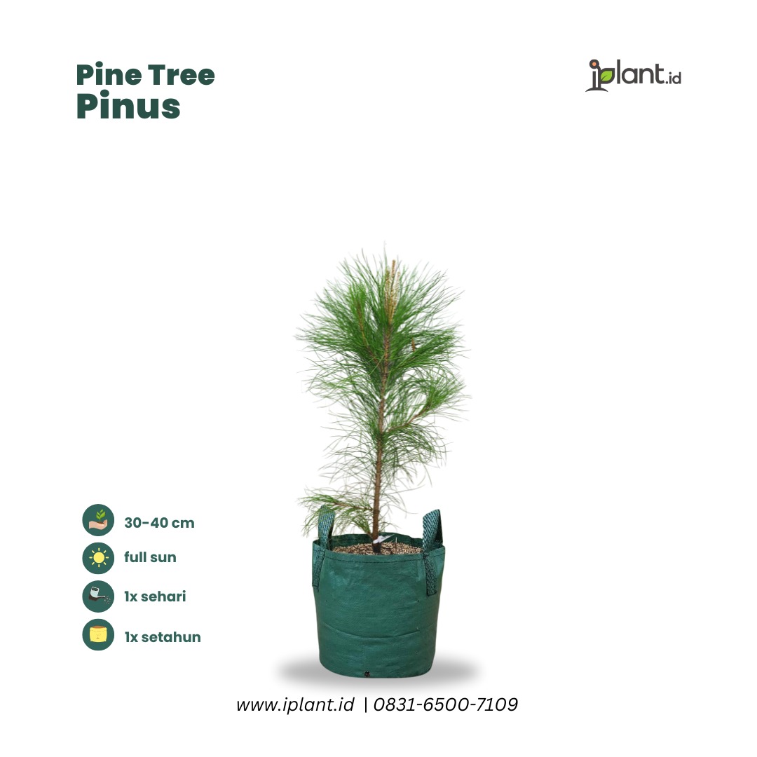Pinus