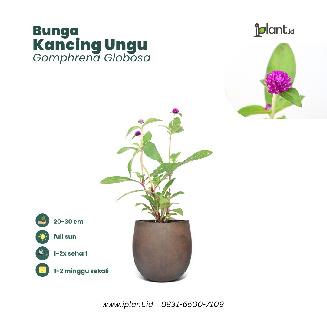 Bunga Kancing Ungu