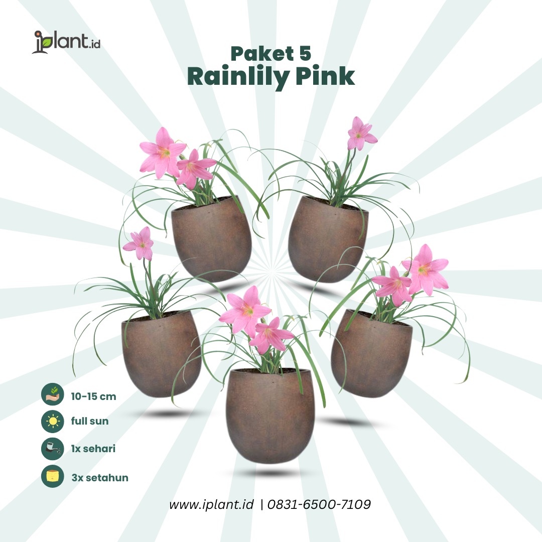 Paket 5 Rainlily Pink