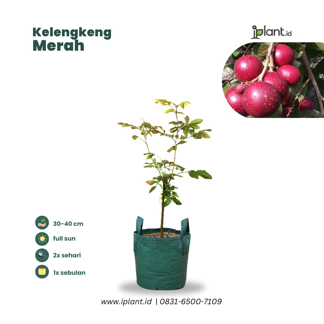 Kelengkeng Merah
