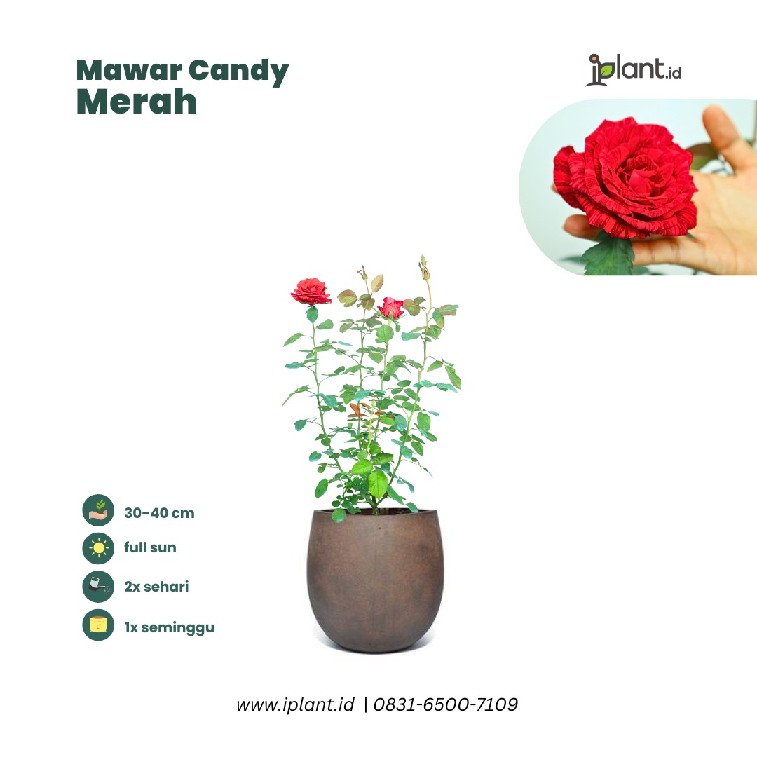 Mawar Candy Merah