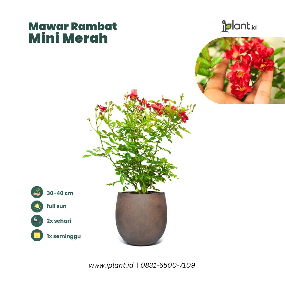 Mawar Rambat Mini Merah