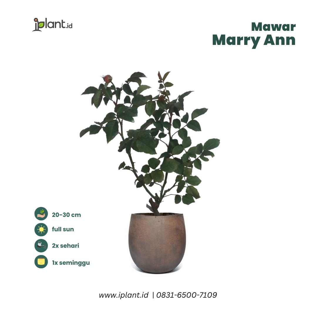 Mawar Impor Marry Ann