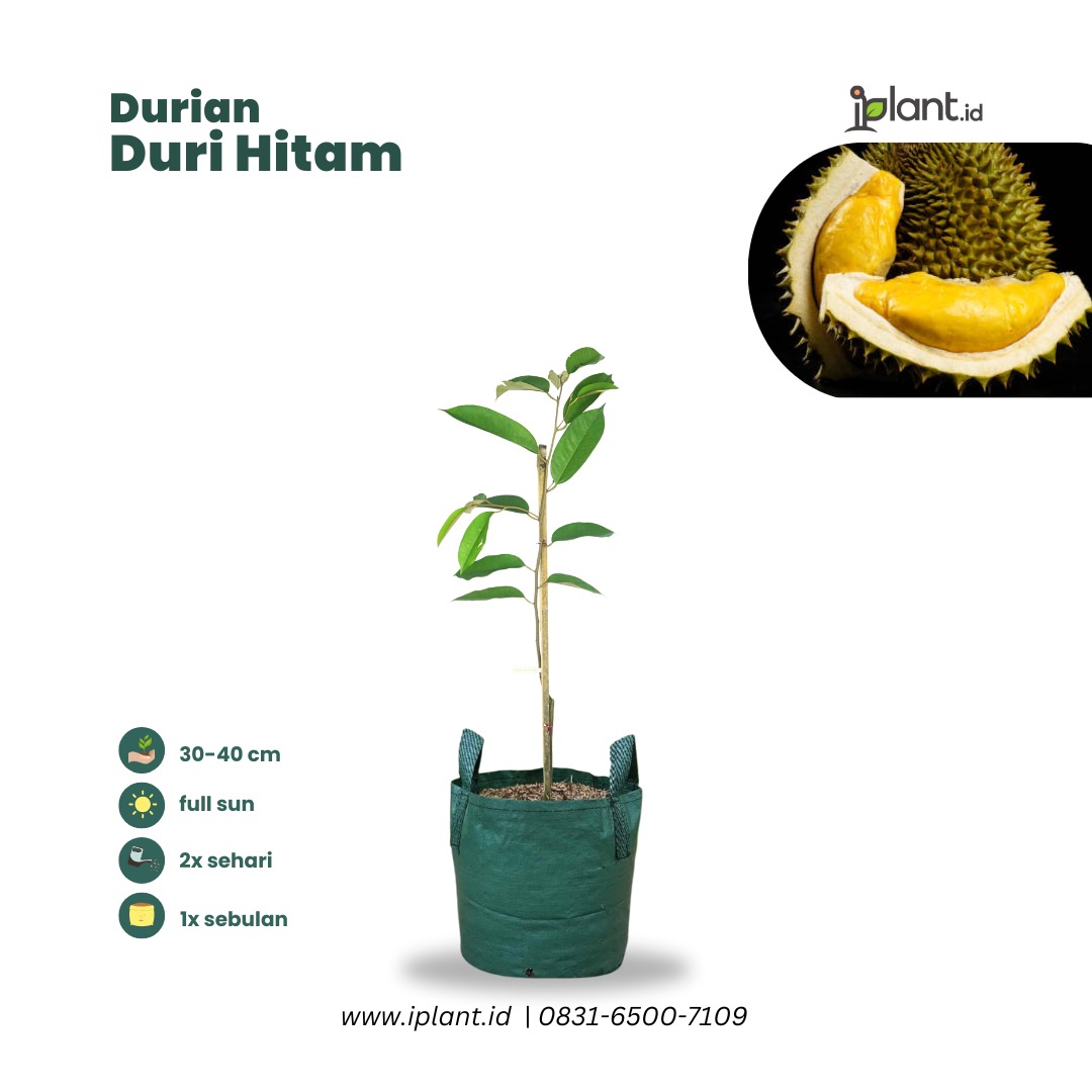 Durian Duri Hitam