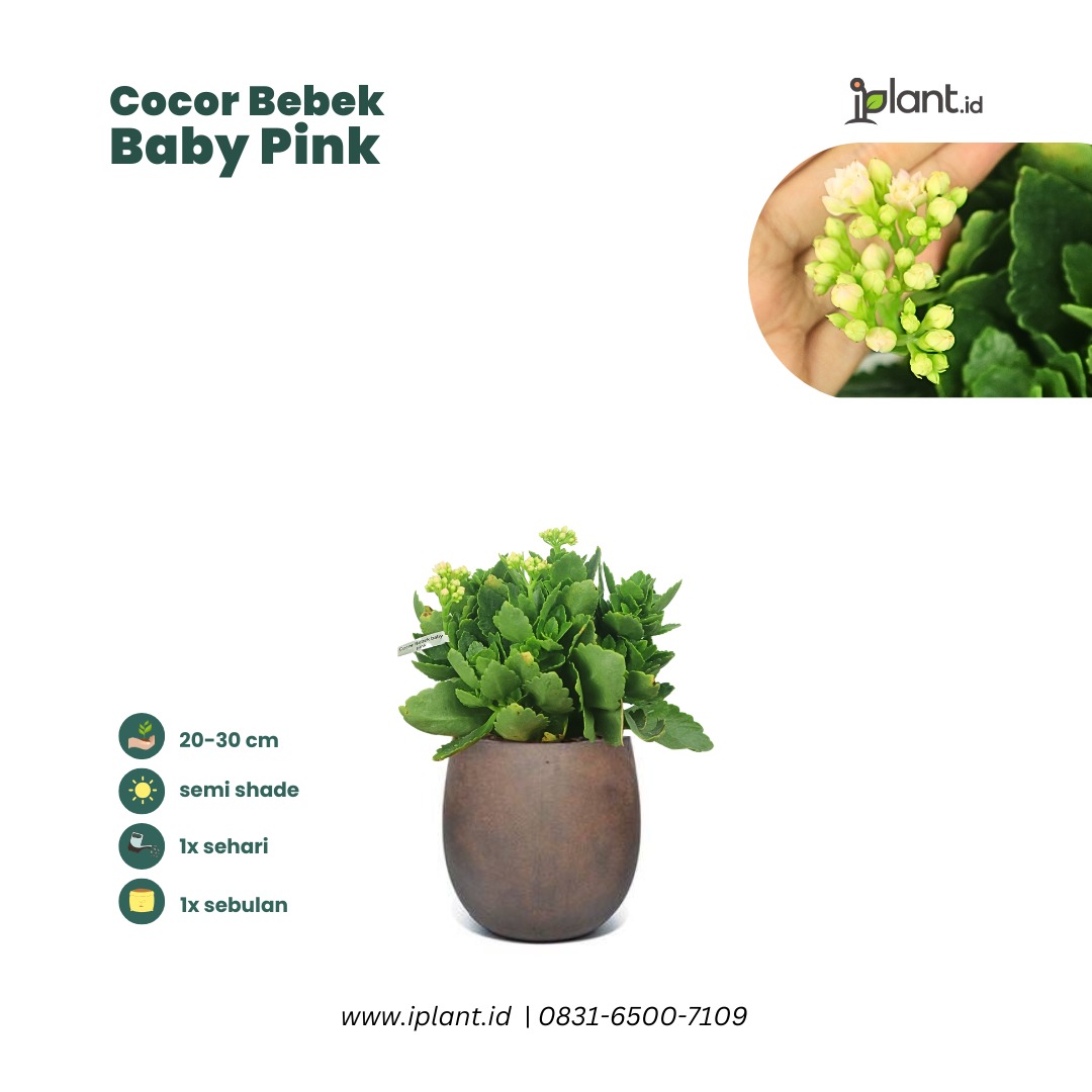 Cocor Bebek Baby Pink
