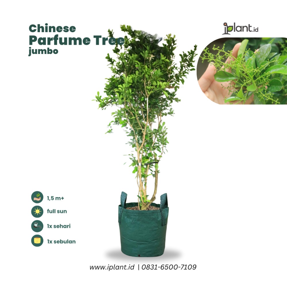 Chinese Parfume Tree (Jumbo)