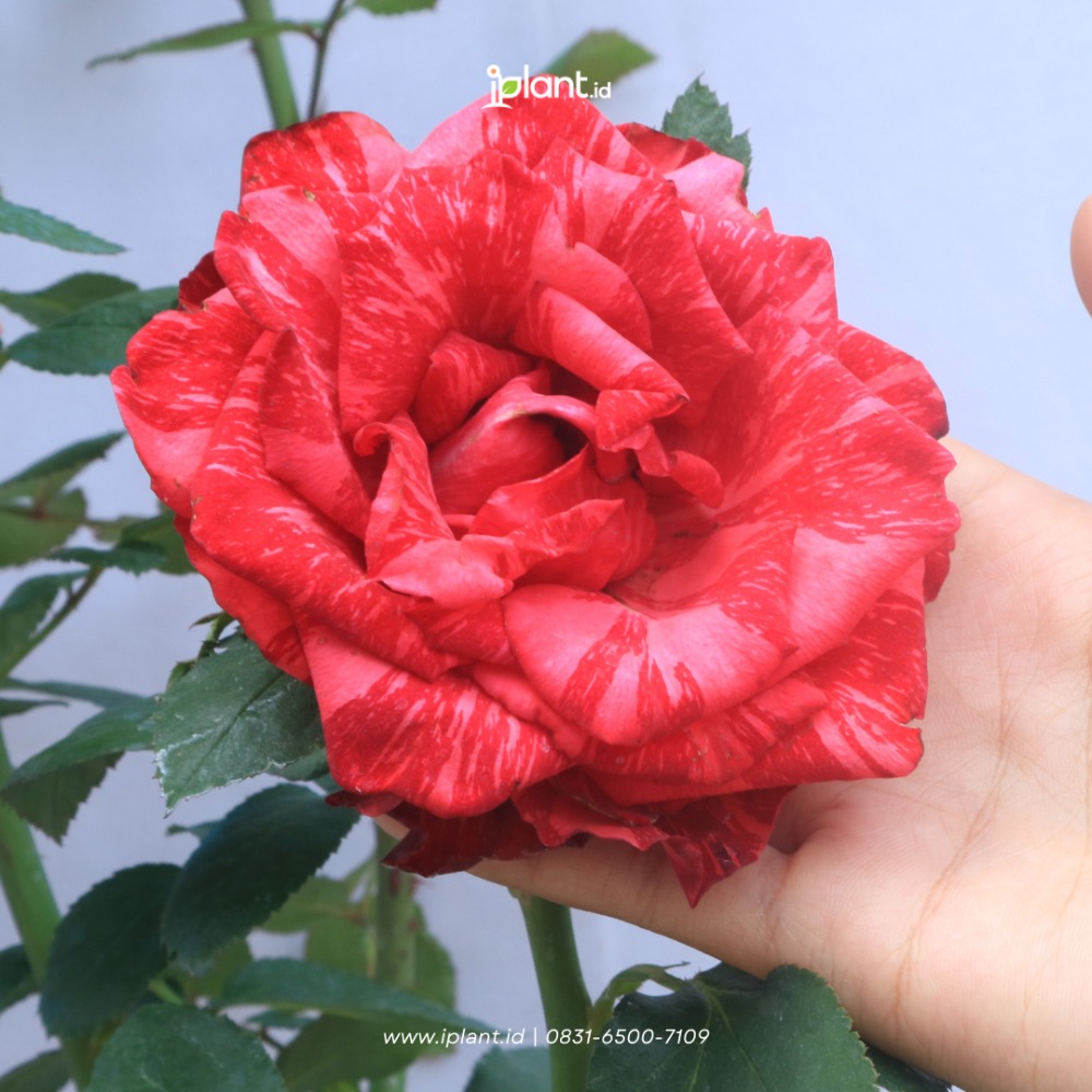 Mawar Candy Merah (Medium)