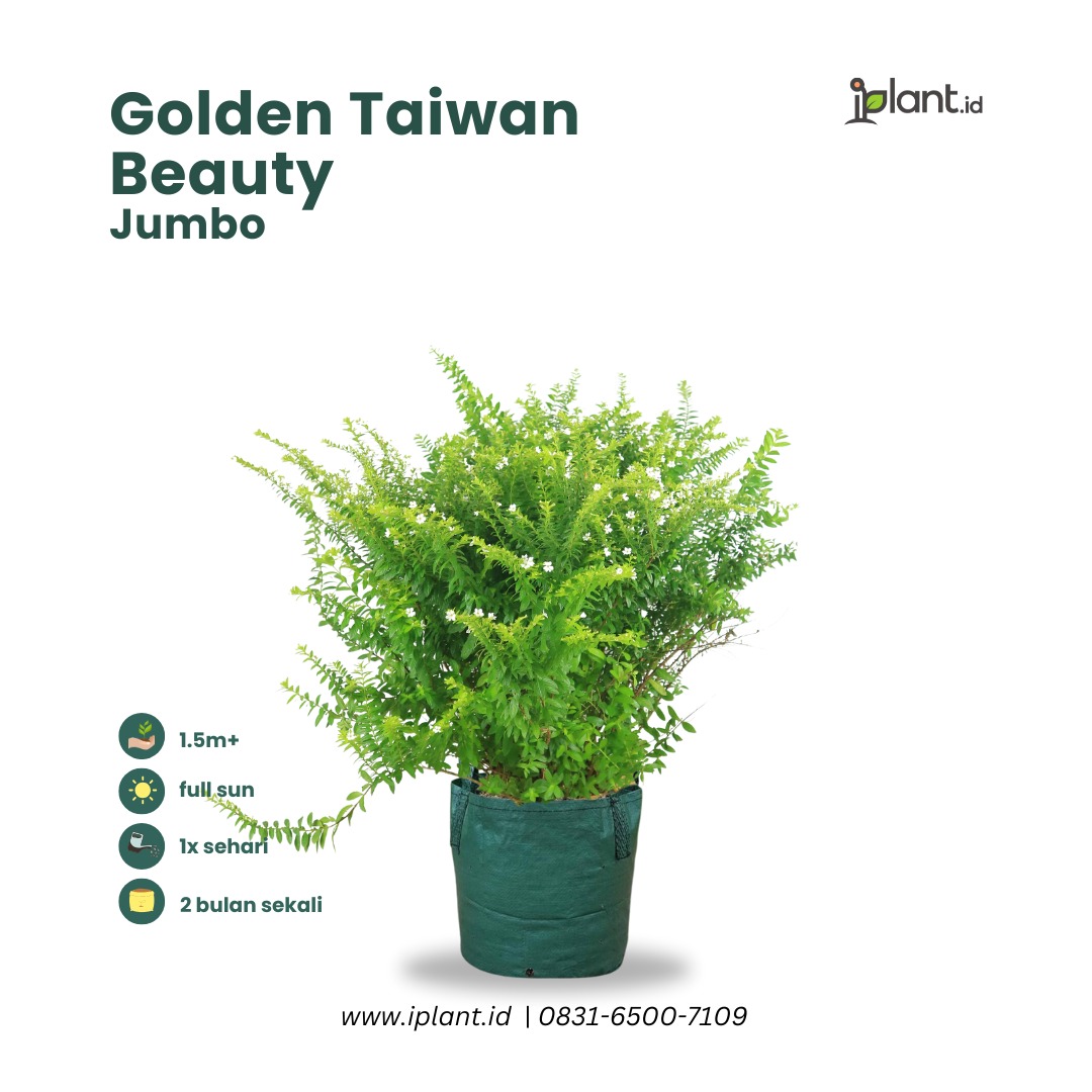Golden taiwan beauty (Jumbo)