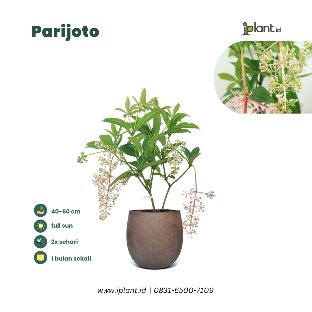 Parijoto