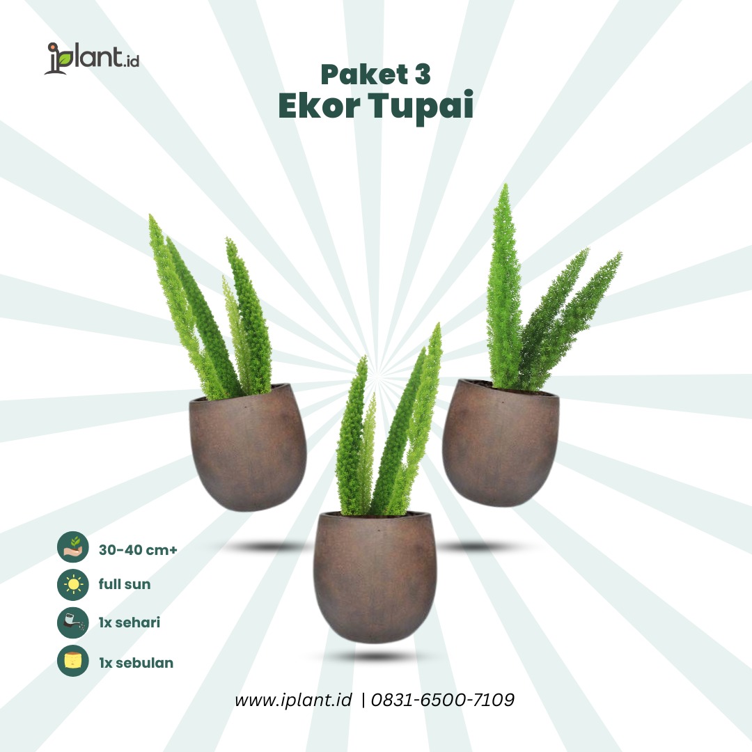Paket 3 Ekor Tupai