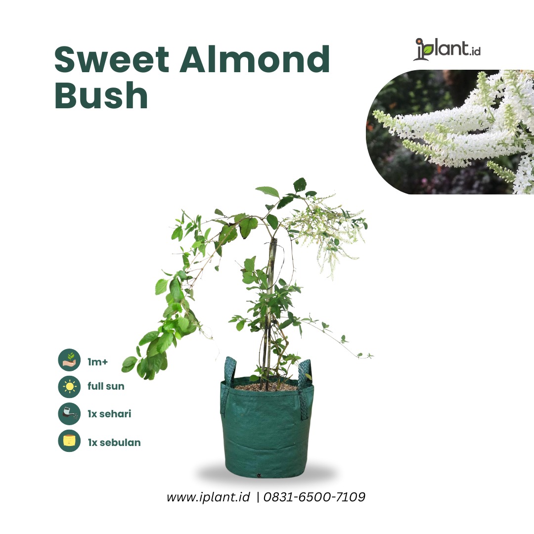 Sweet Almond Bush