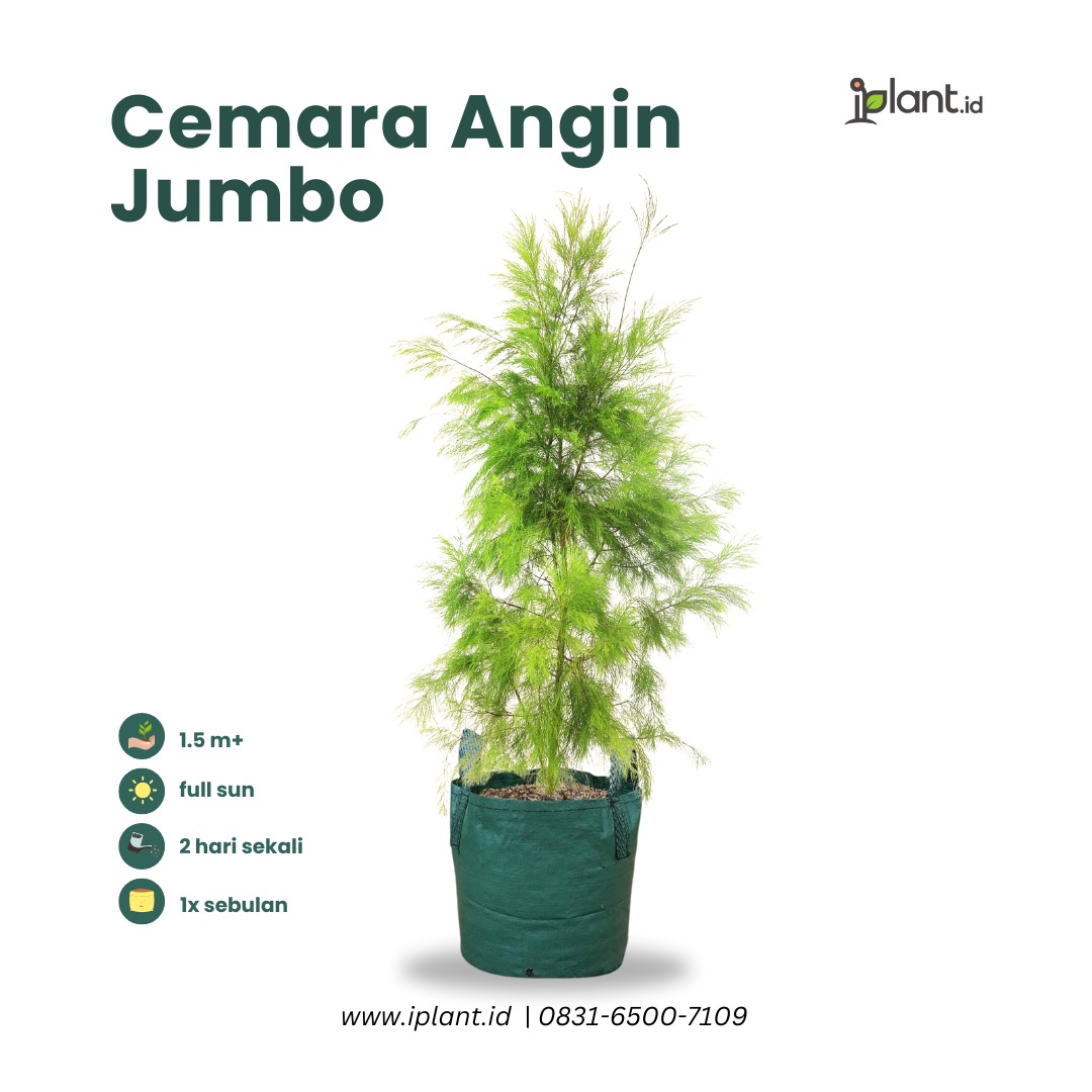 Cemara Angin (Jumbo)