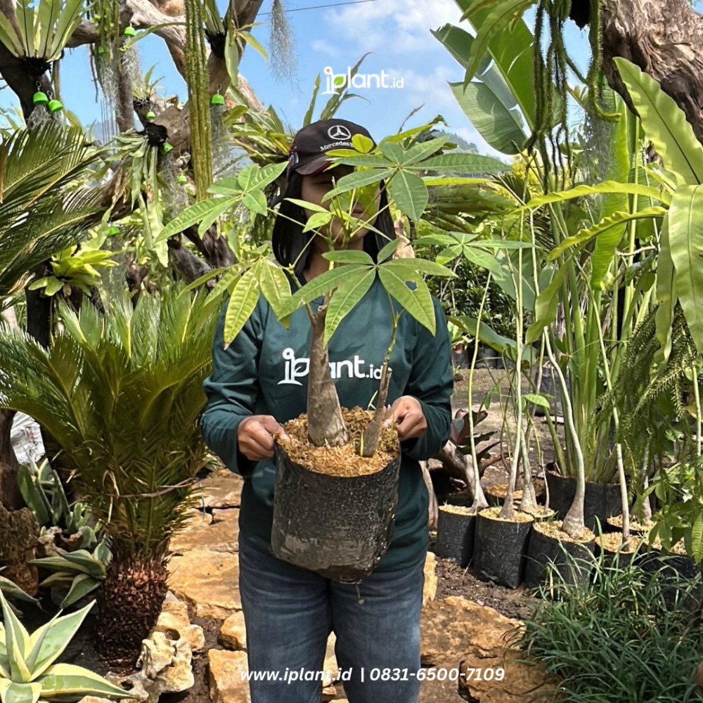 Pachira Tree
