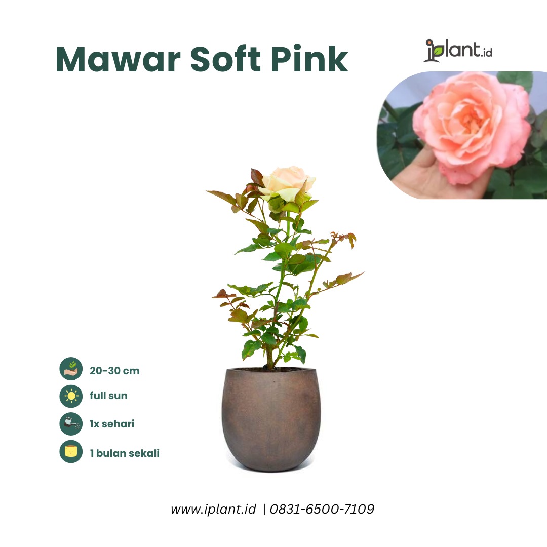 Mawar Soft Pink