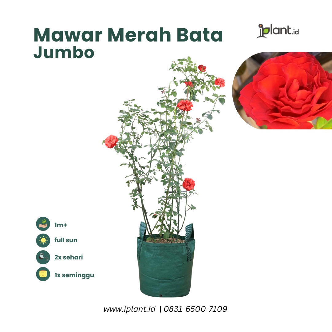 Mawar Merah Bata (Jumbo)