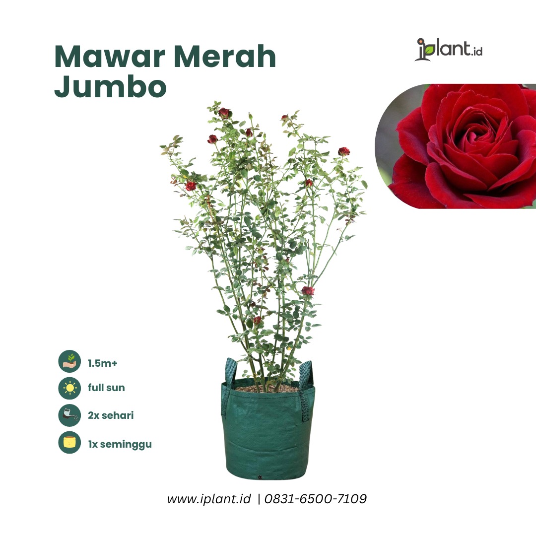 Mawar Merah (Indukan)
