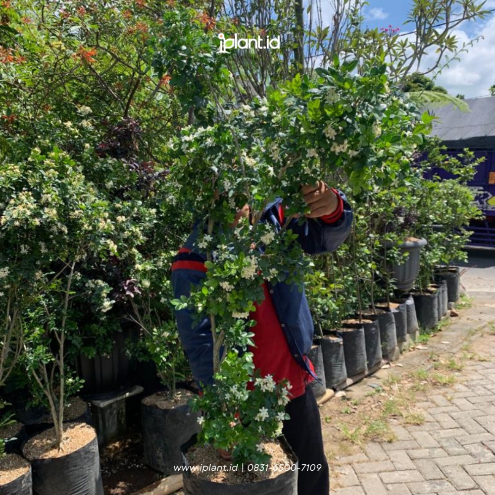 Orange Jasmine (Jumbo)