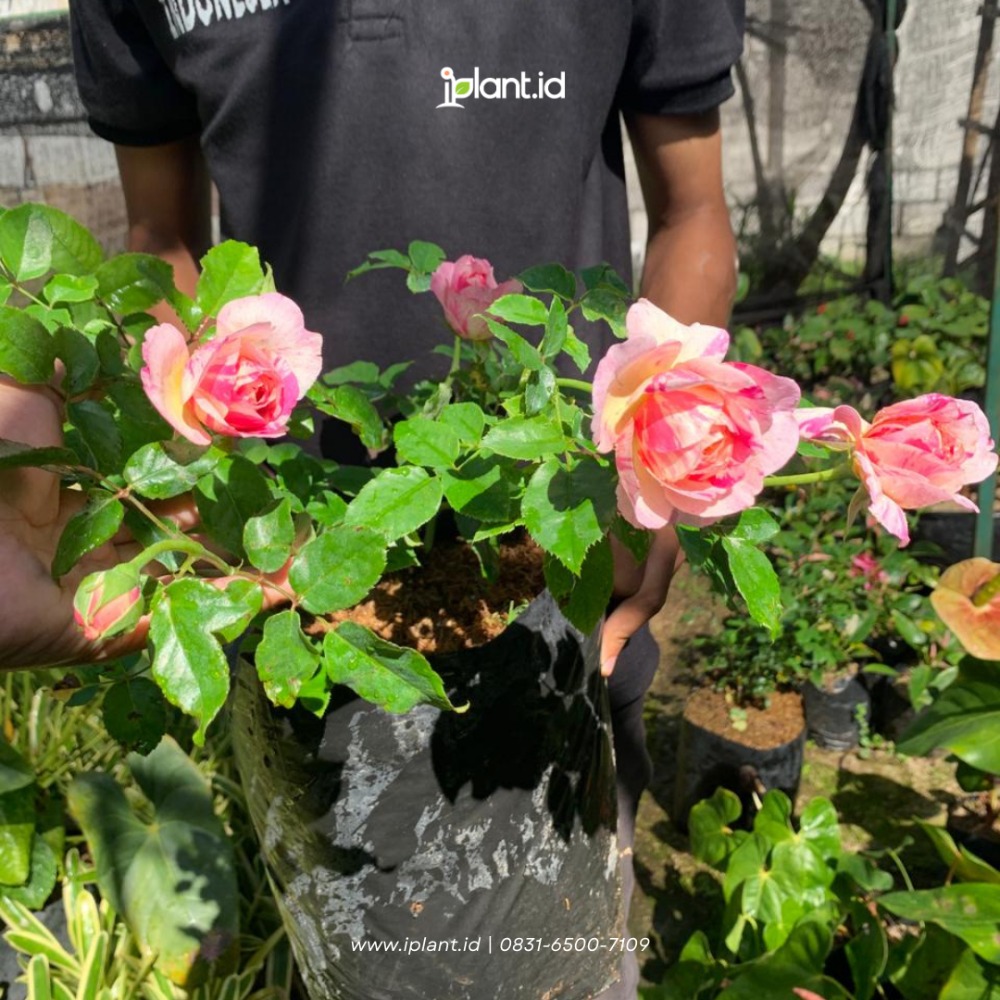 Mawar Impor Julie Audrey (Medium)