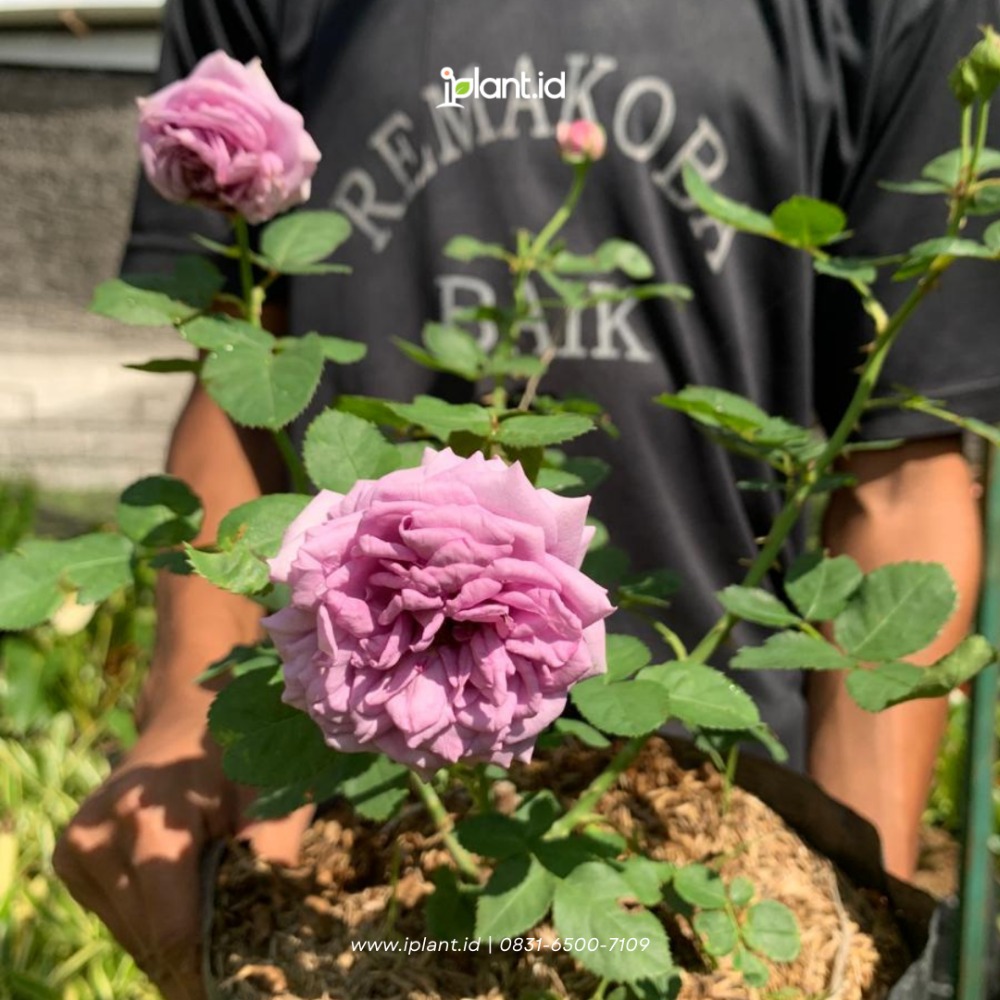 Mawar Impor Kinda Blue (Medium)