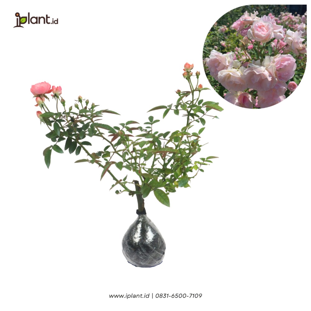 Mawar Pink Popstar (Medium)