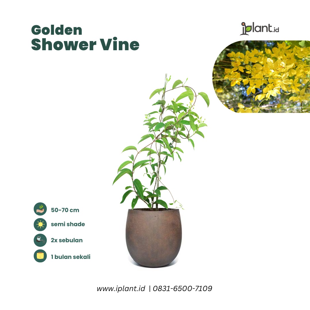 Golden Shower Vine