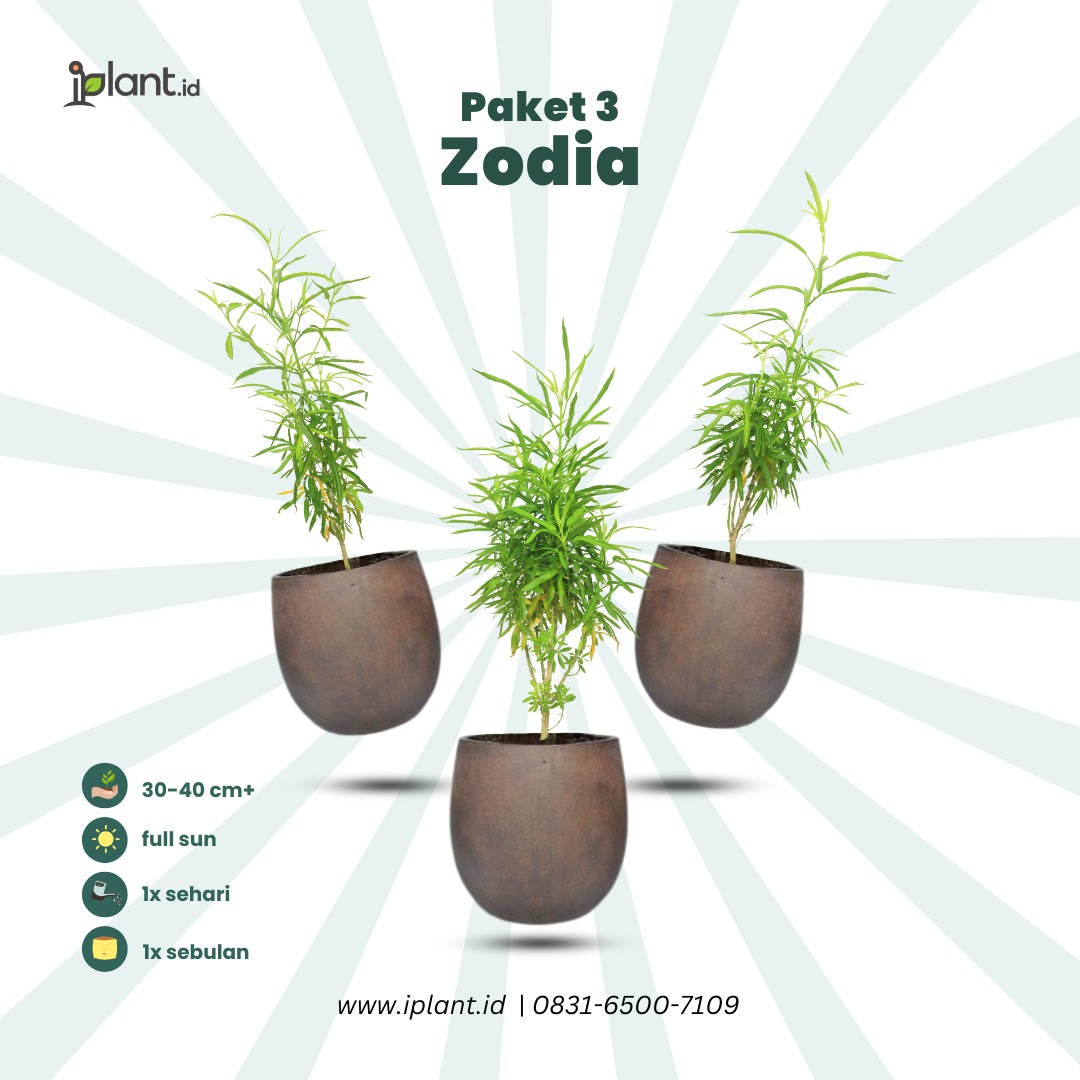 Paket 3 Zodia (Medium)