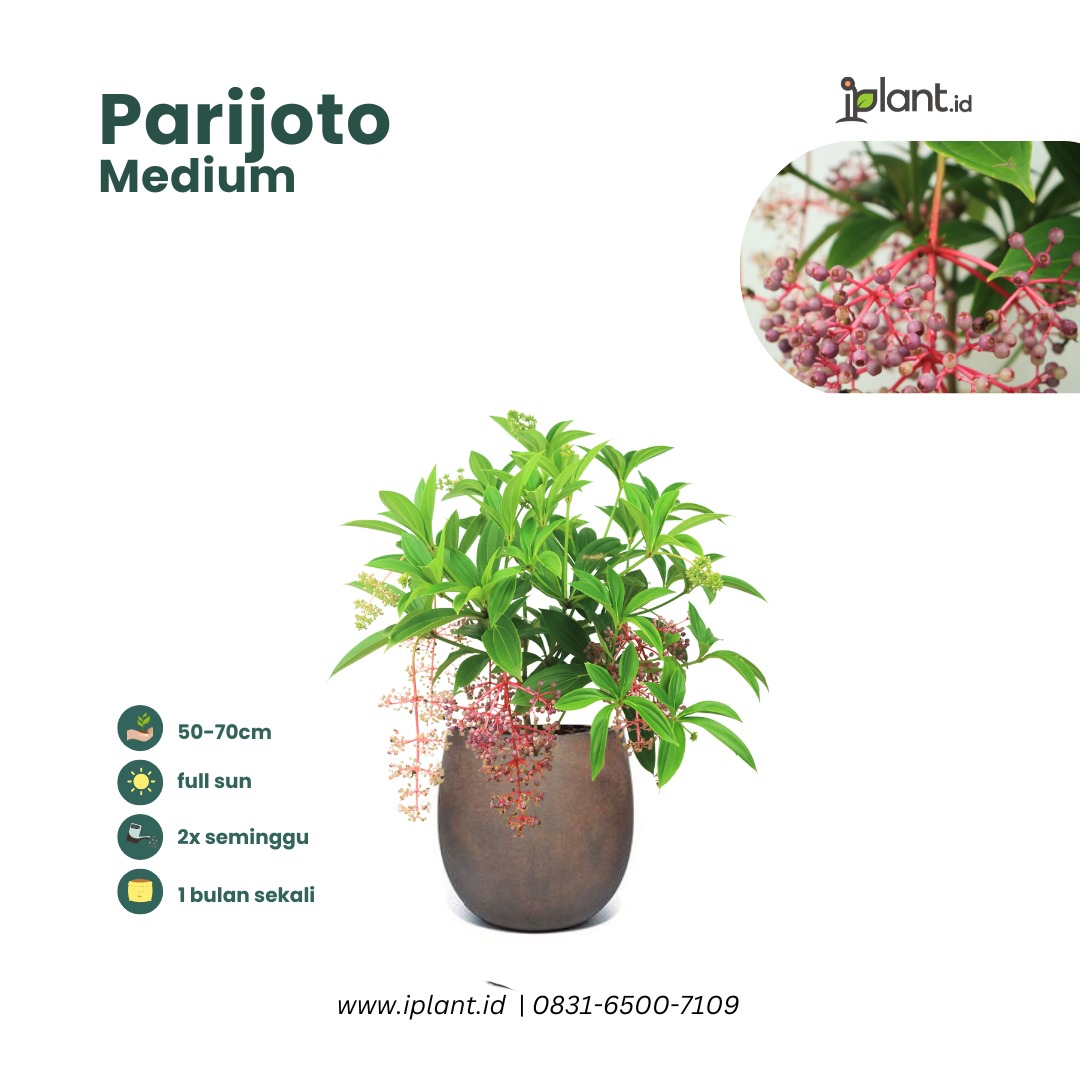 Parijoto (Medium)