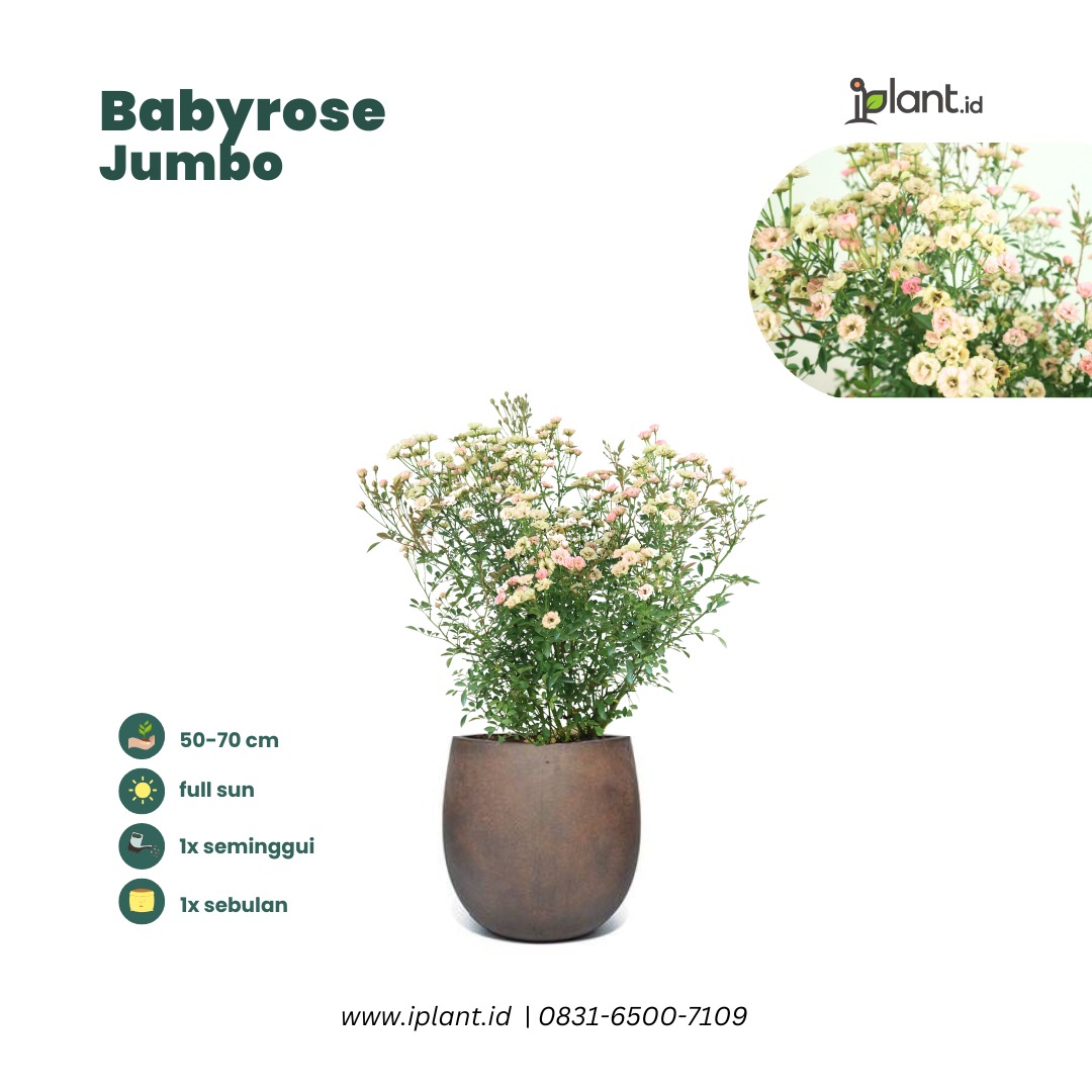 Babyrose (Jumbo)
