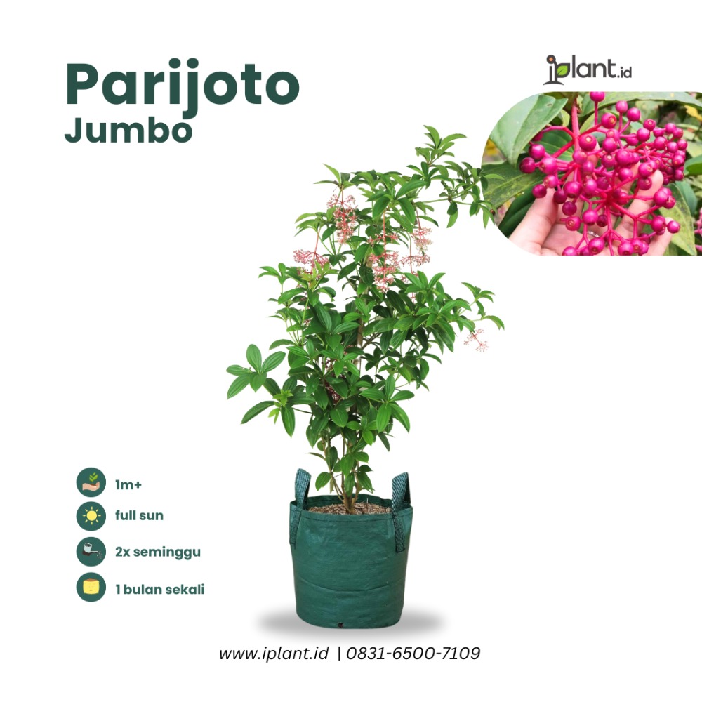 Parijoto (Jumbo)