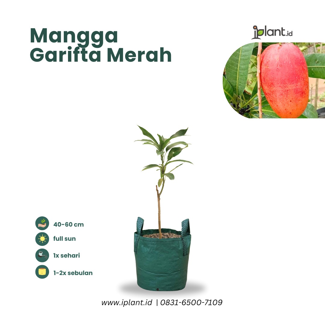 Mangga Garifta Merah