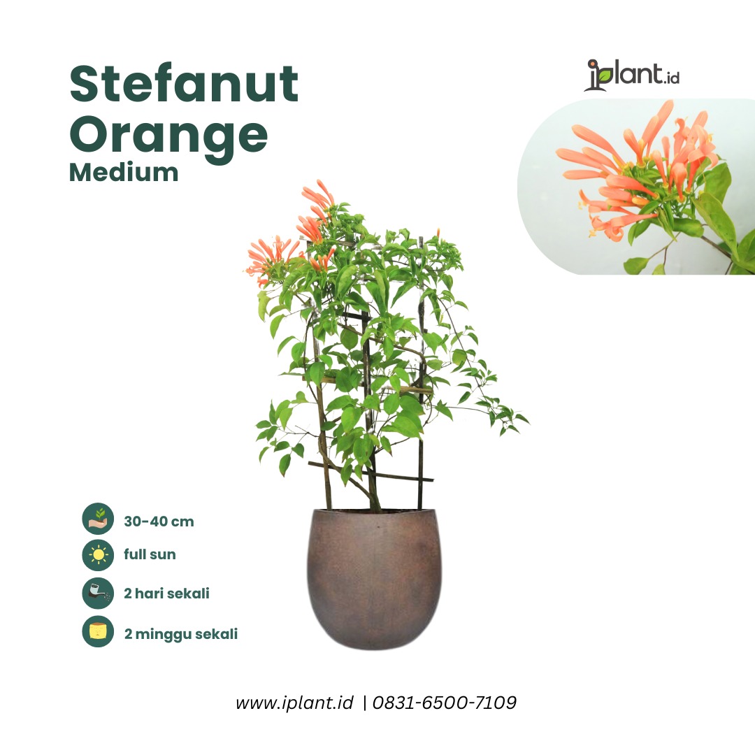Stefanut Orange (Medium)