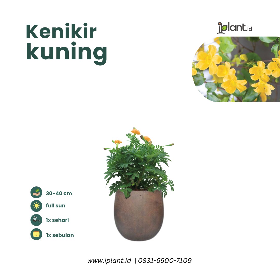 Kenikir Kuning