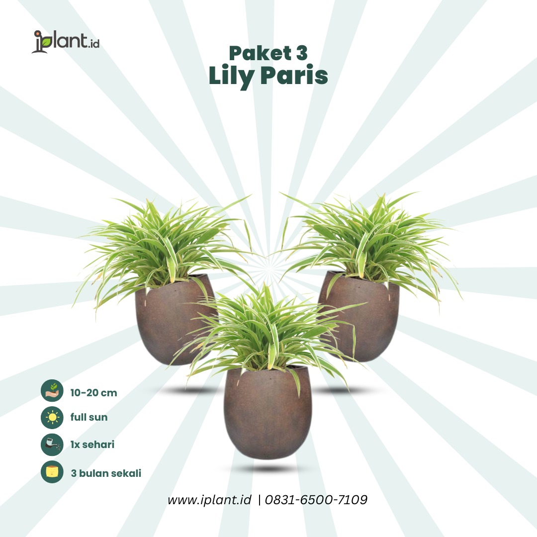 Paket 3 Lily Paris