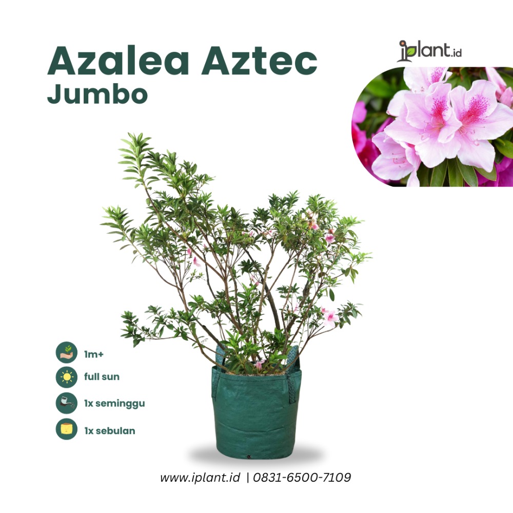 Azalea Aztec (Jumbo)