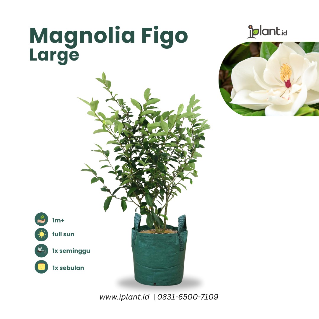 Magnolia Figo (Large)