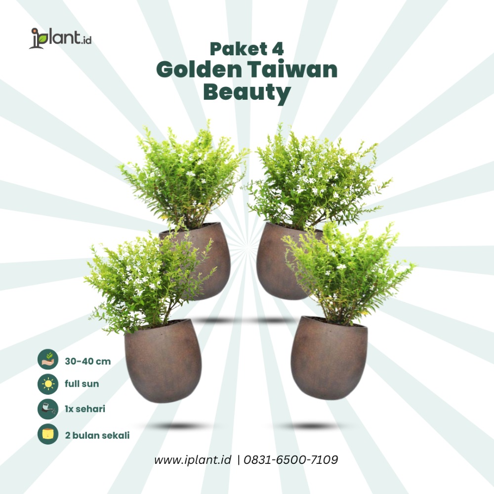 Paket 4 Golden Taiwan Beauty