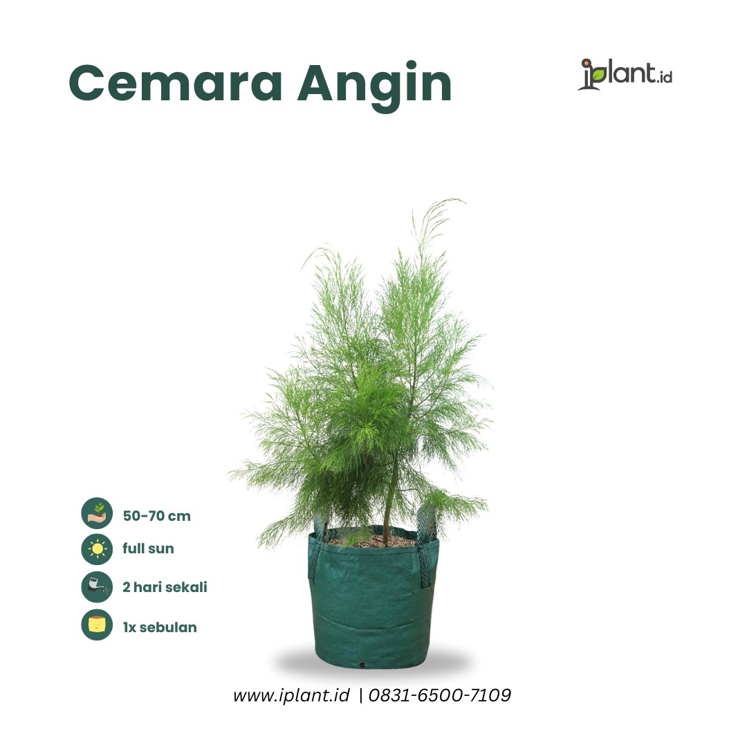 Cemara Angin (Medium)