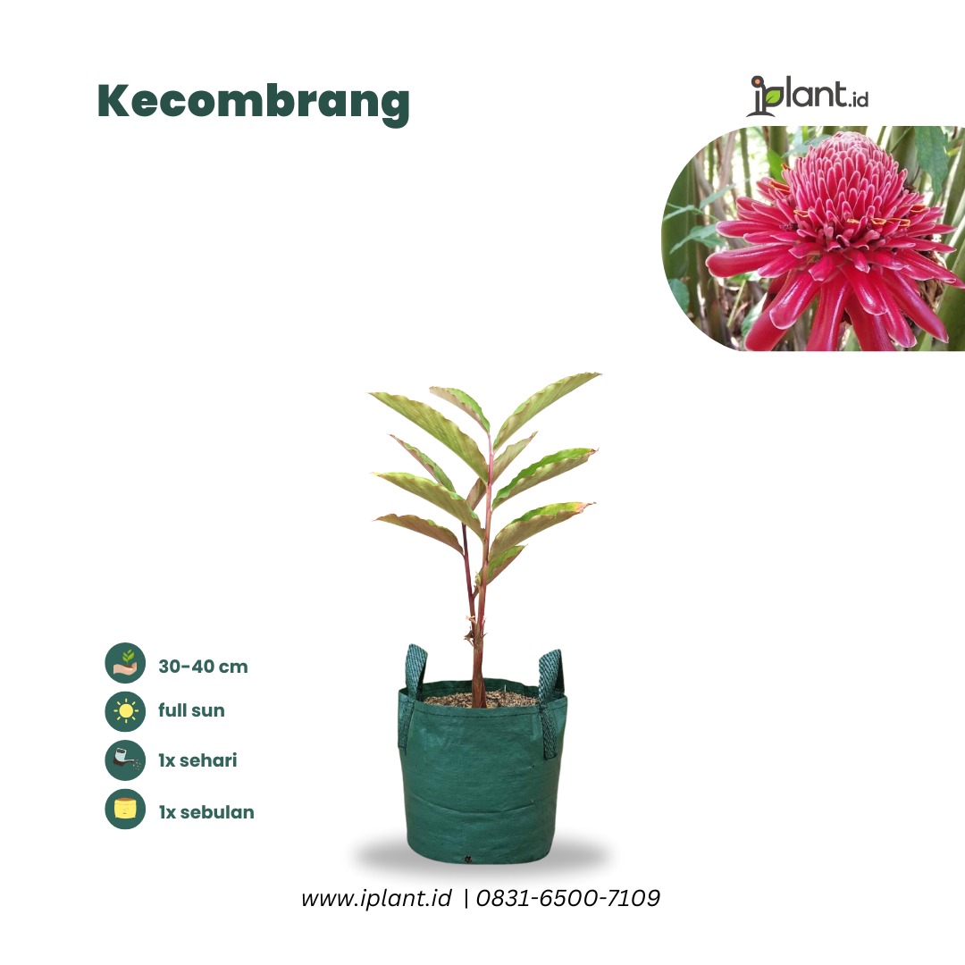 Kecombrang
