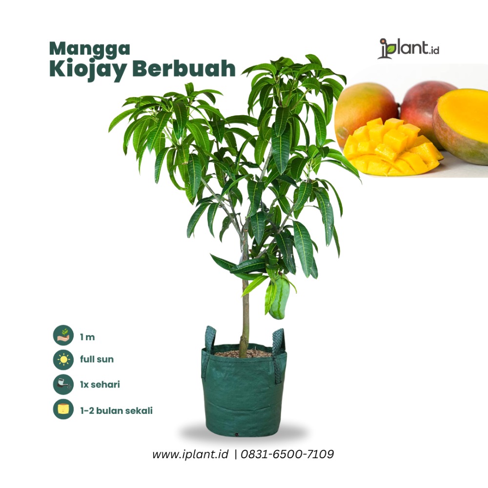 Mangga Kiojay (Berbuah)
