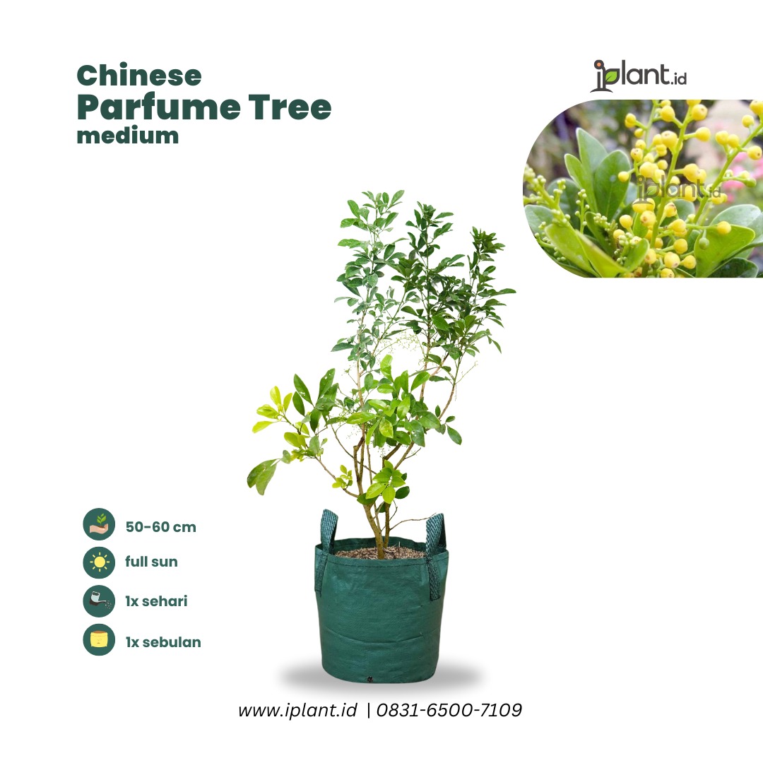 Chinese Parfume Tree (Medium)