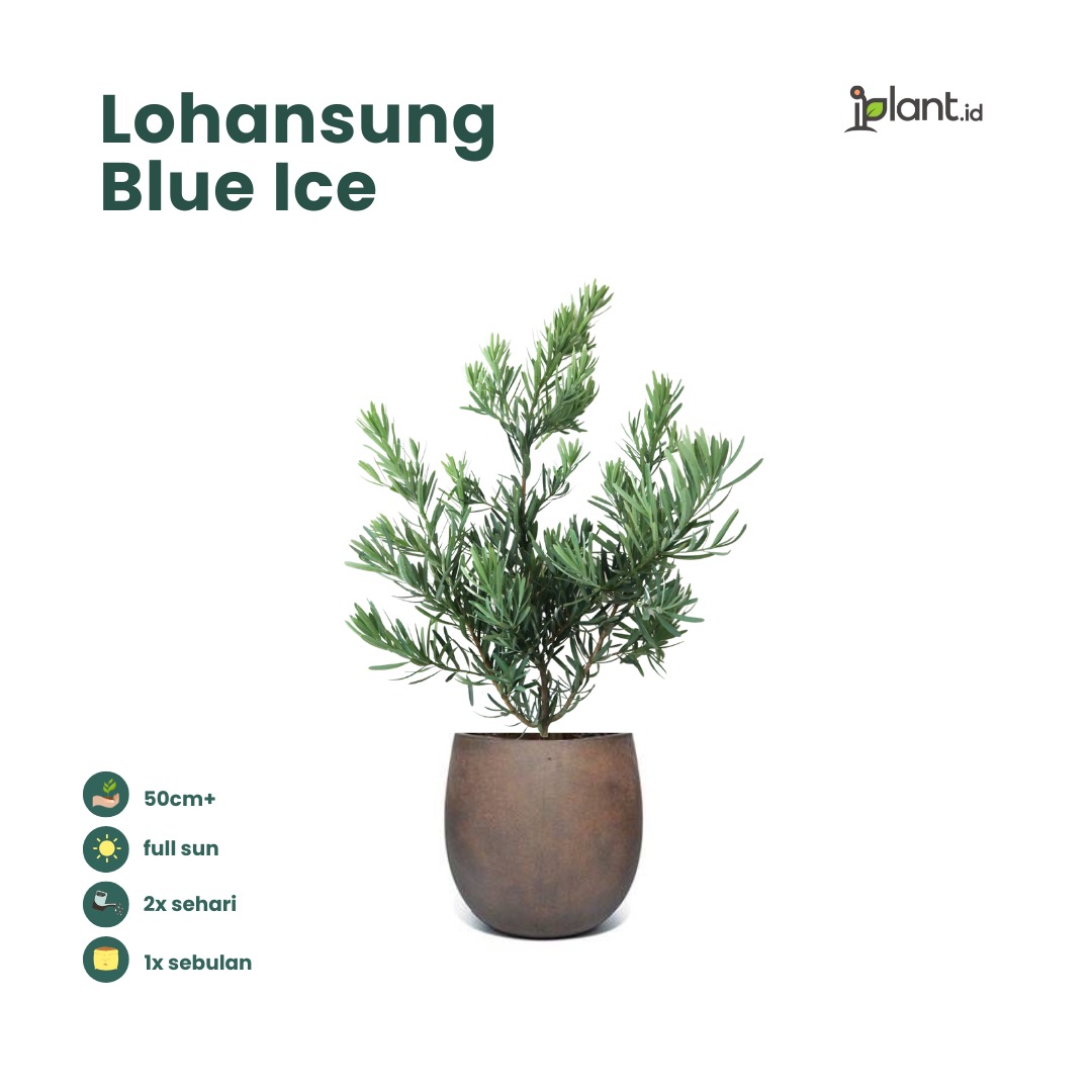 Lohansung Blue Ice (Medium)