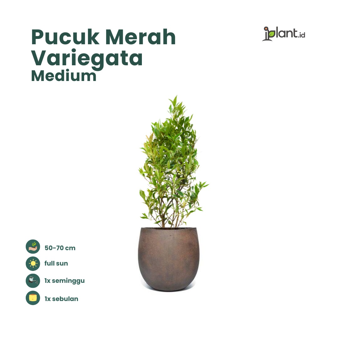 Pucuk Merah Variegata (Medium}