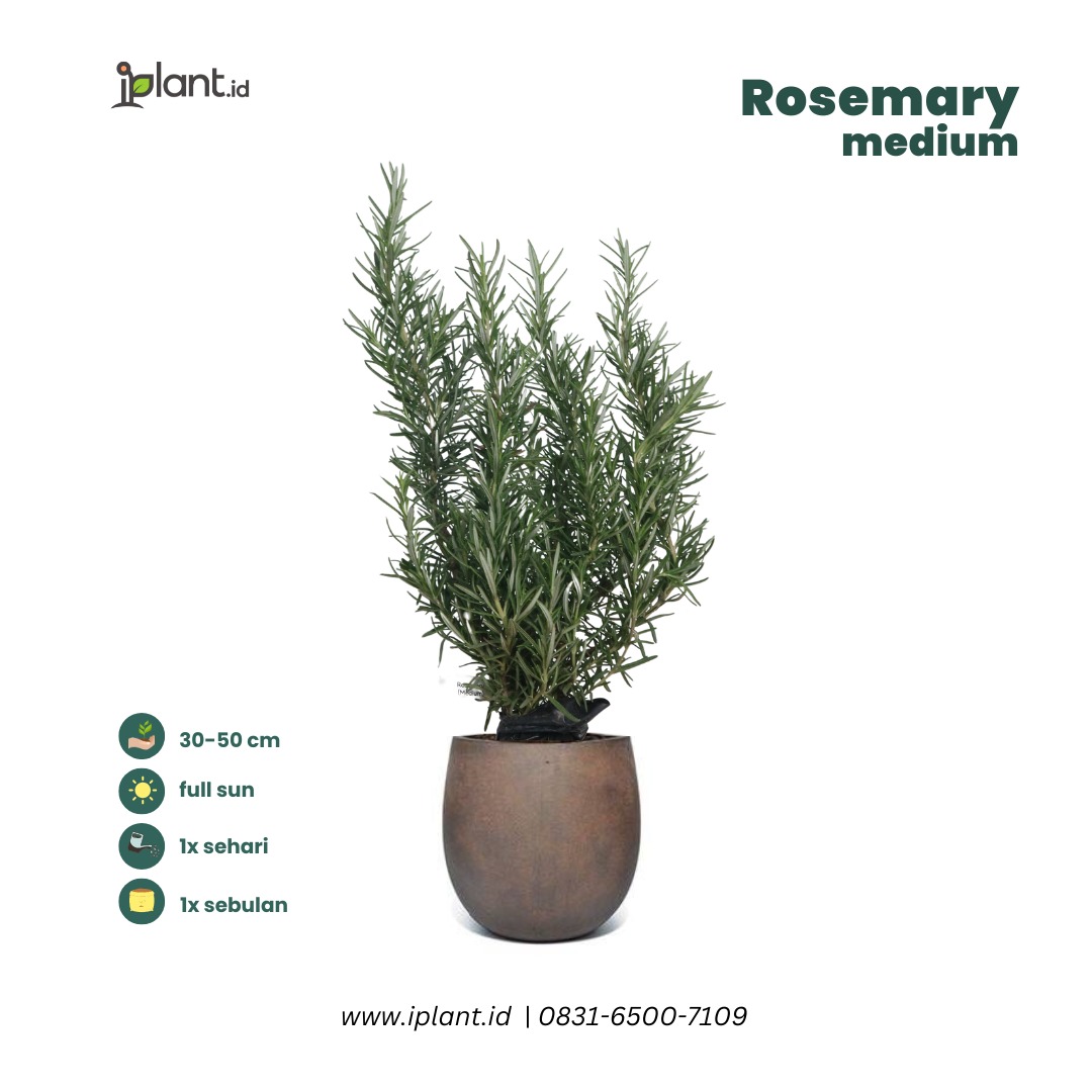 Rosemary (Medium)
