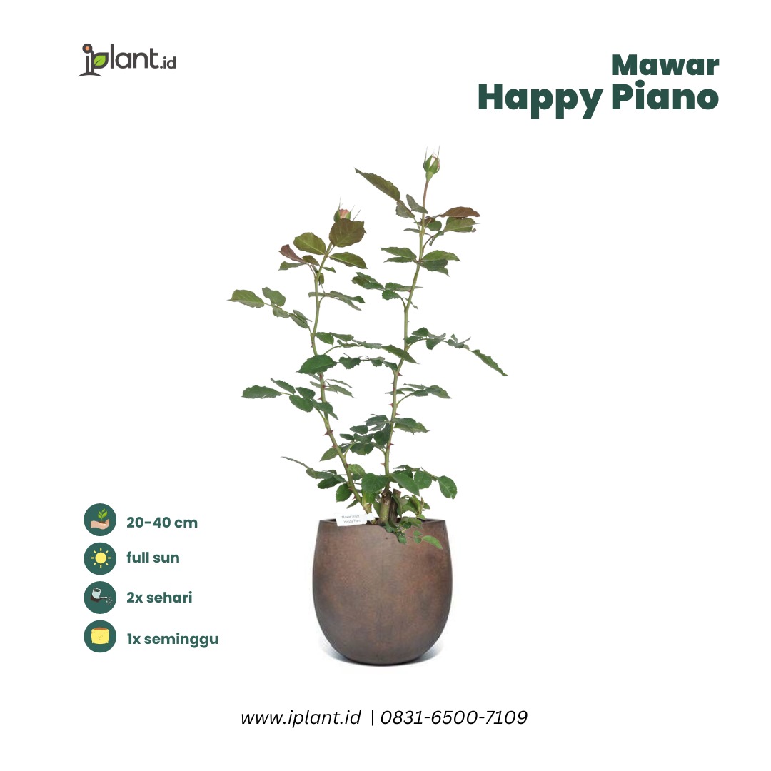 Mawar Impor Happy Piano