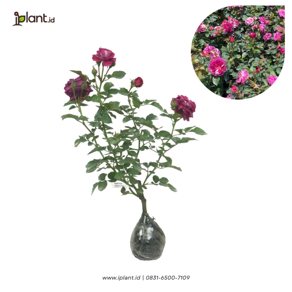 Mawar Impor Scented Jewel (Medium)