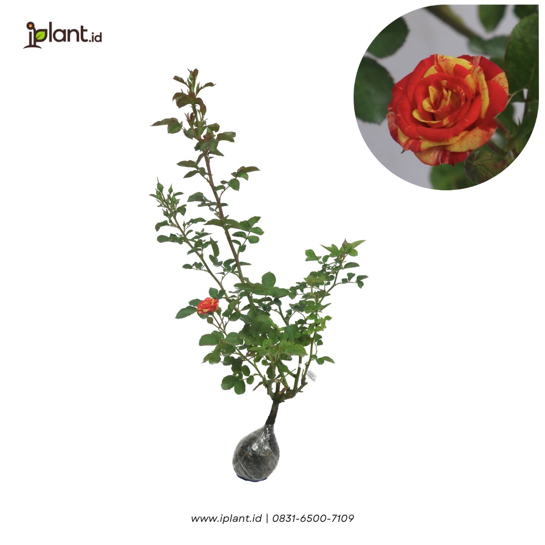 Mawar Candy Colorado (Medium)