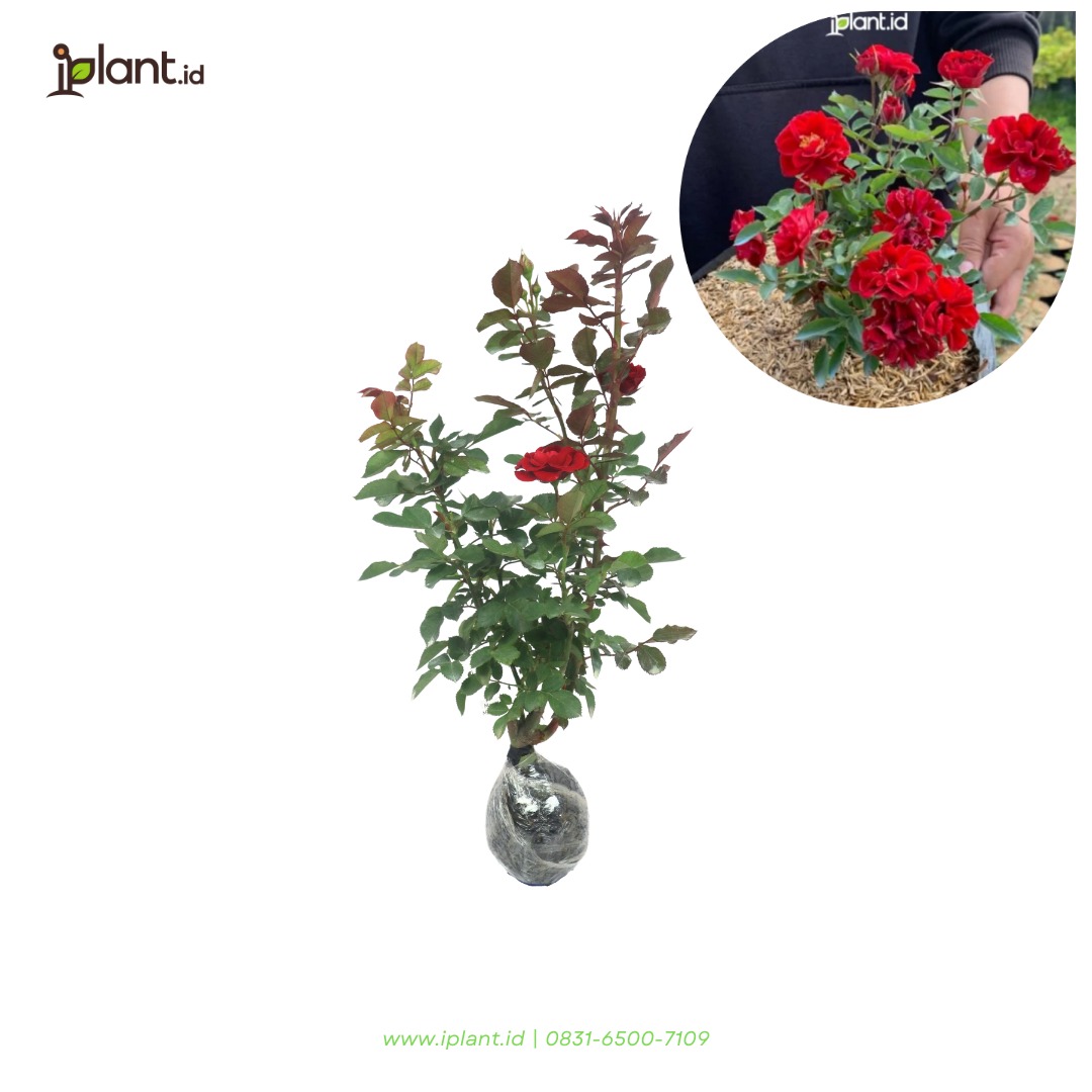 Mawar Jepang Merah (Medium)