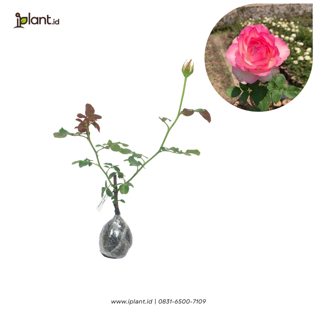 Mawar Holland Pink