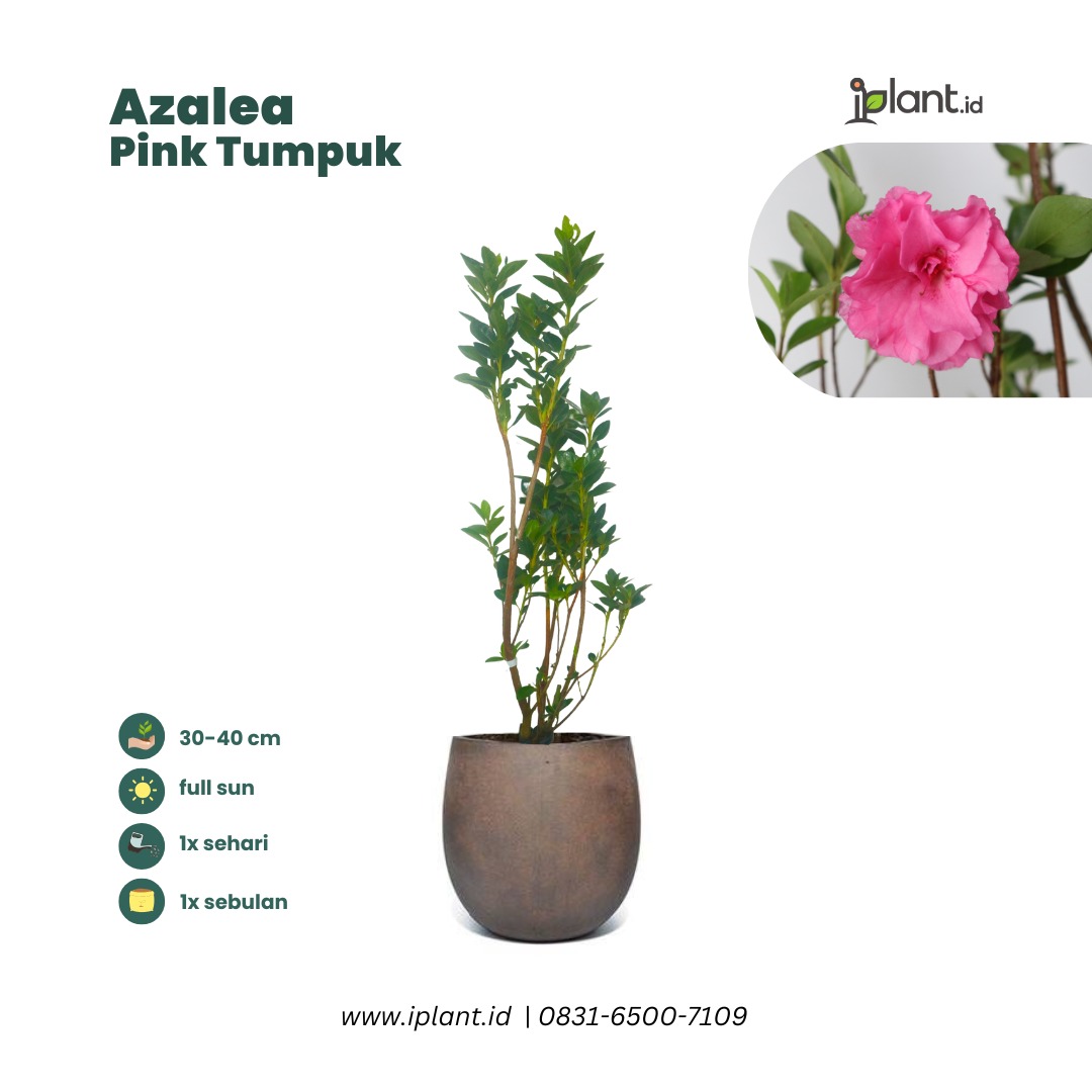 Azalea Pink Tumpuk